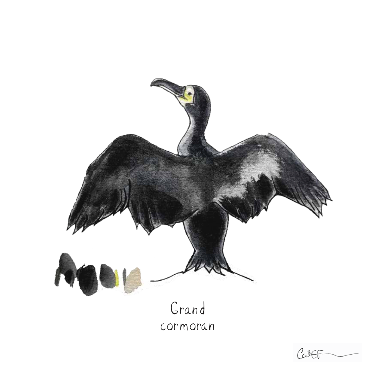 GRAND CORMORAN – À Marée Basse